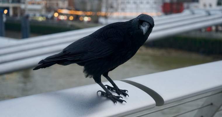 Crows, the surprising heroes of picking up cigarette butts from the